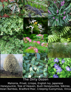 Invasive Species – North Alabama – Wild Ones North Alabama Chapter